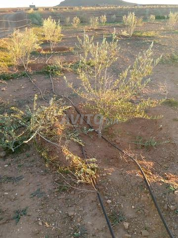 Griage : Découvrez 6 annonces à vendre - Avito