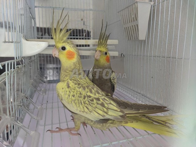2 Excellents perroquets Calopsitte à Meknès | Animaux Domestique à ...