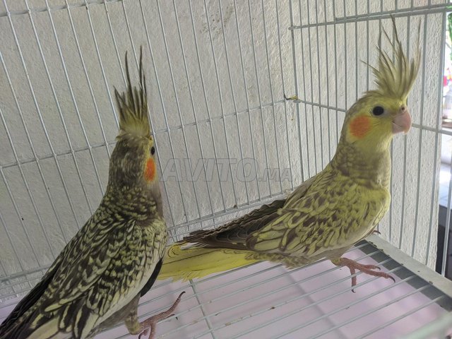 2 Excellents perroquets Calopsitte à Meknès | Animaux Domestique à ...