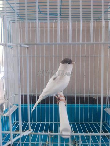 Canaris_flawta : Découvrez 3 annonces à vendre - Avito