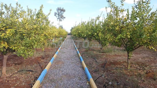 Ferme titre 45000m2 tiflet ait wahhi | Terrains et fermes à Tifelt ...
