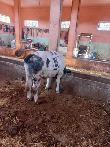 Ferme titre 45000m2 tiflet ait wahhi | Terrains et fermes à Tifelt ...