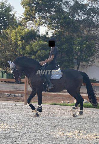 Cheval KWPN cso | Animaux Domestique à Rabat | Avito.ma