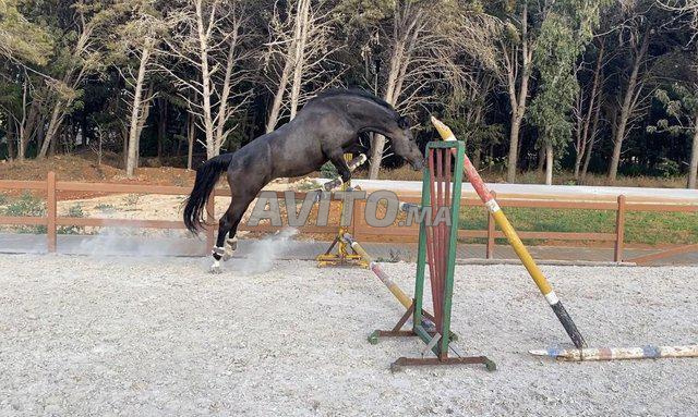 Cheval KWPN cso | Animaux Domestique à Rabat | Avito.ma