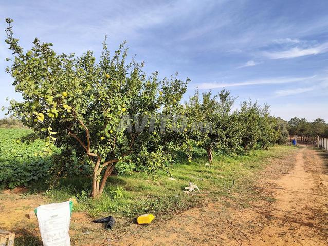 Ferme à 25 km de tifelt | Terrains et fermes à Tifelt | Avito.ma