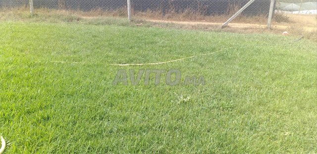 Gazon vert | Jardin à Kénitra | Avito.ma