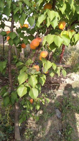 Ferme de 2 hectares avec maison et dépendances | Terrains et fermes à ...