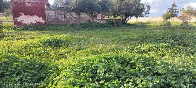 Tiflet 2025 | Terrains et fermes à Tifelt | Avito.ma