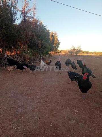 دجاج بلدي بيبي بلدي ديك الرومي djaj beldi bibi | حيوانات أليفة ب الفقيه ...