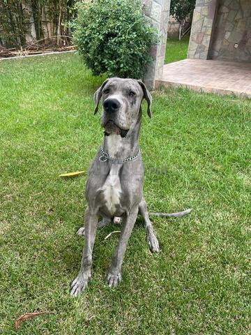 Dog allemand Danois | Animaux Domestique à Tanger | Avito.ma