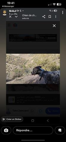 Pointer de chasse | Animaux Domestique à Fès | Avito.ma