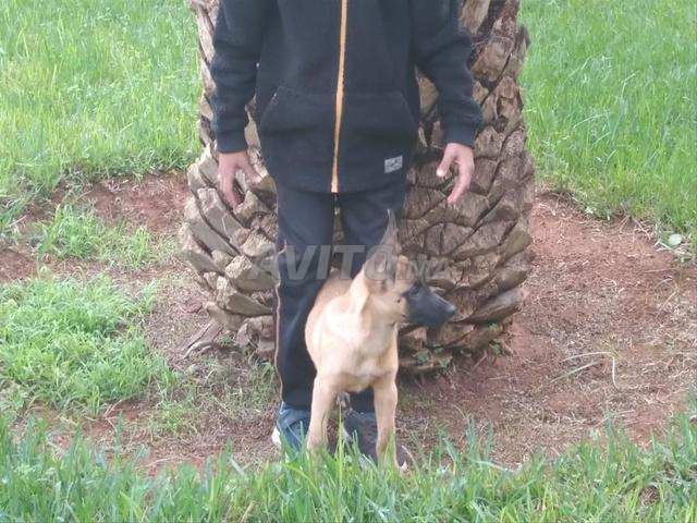 Chiots malinois | Animaux Domestique à Rabat | Avito.ma