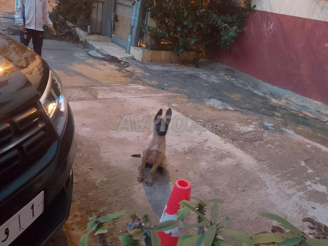 Chiots malinois | Animaux Domestique à Rabat | Avito.ma