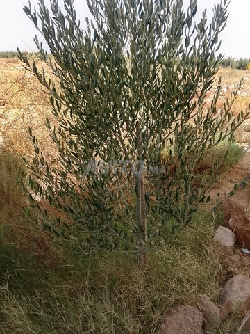Ferme à vendre | Terrains et fermes à Guercif | Avito.ma