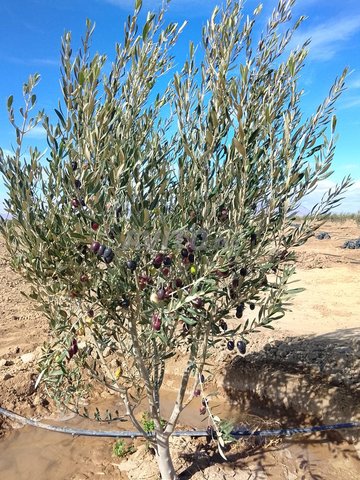 Ferme à vendre | Terrains et fermes à Guercif | Avito.ma