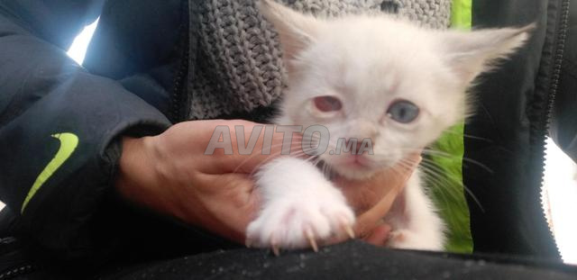 Chat siamois | Animaux Domestique à Casablanca | Avito.ma