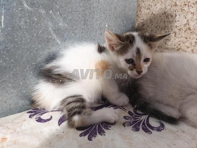 Chat siamois | Animaux Domestique à Casablanca | Avito.ma