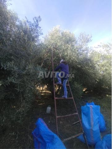 Huile d’olive beldia bio – Terroir du Haouz | Produits de terroir à ...