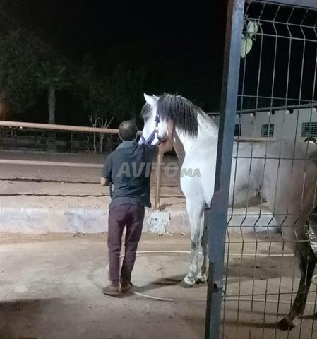 Cheval Arab-Barbe | Animaux De Ferme à Casablanca | Avito.ma