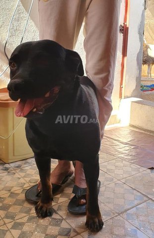 Découvrez 6 annonces pour Animaux chien rot à_vendre - Avito | MISC