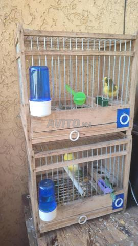 Canaris flawta : Découvrez 11 annonces à vendre - Avito