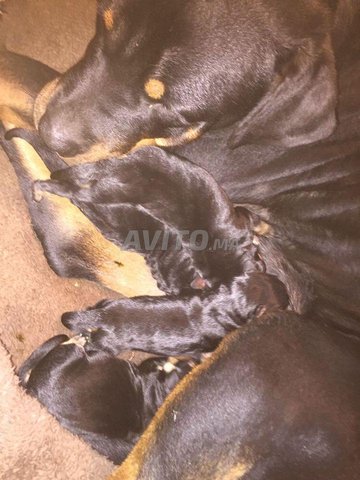 Découvrez 6 annonces pour Animaux chien rot à_vendre - Avito | MISC