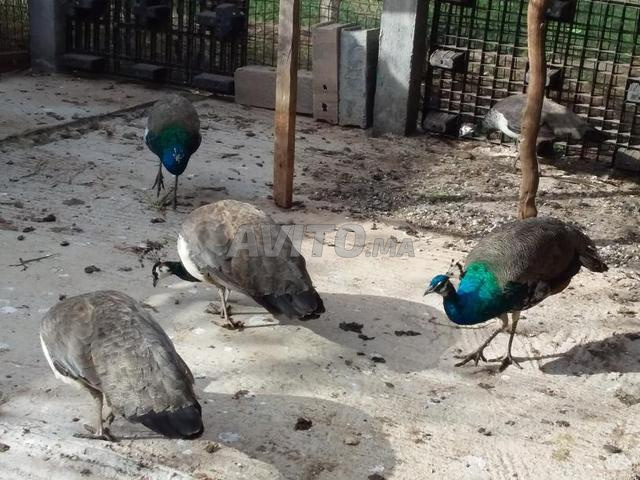 Découvrez 7 annonces pour Animaux taous à_vendre - Avito | MISC