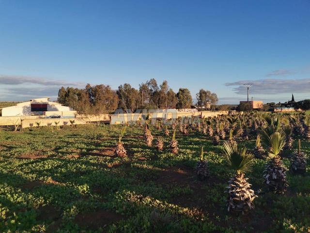 IMMOBILIER à Sidi Moussa Ben Ali - Avito | IMMO