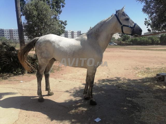 Cheval arabe barbe : Découvrez 27 annonces à vendre - Avito