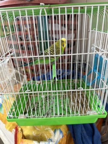 Découvrez 20 annonces pour Animaux hogo à_vendre - Avito | MISC