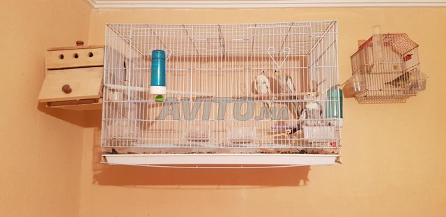 Calop* : Découvrez 5 annonces à vendre - Avito