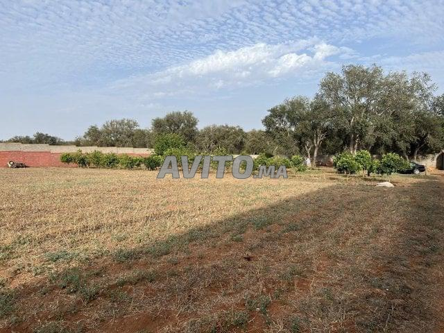 Annonces pour terrain el menzeh à Rabat à vendre - Avito