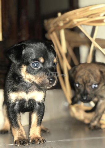 Découvrez 6 annonces pour Animaux chien rot à_vendre - Avito | MISC