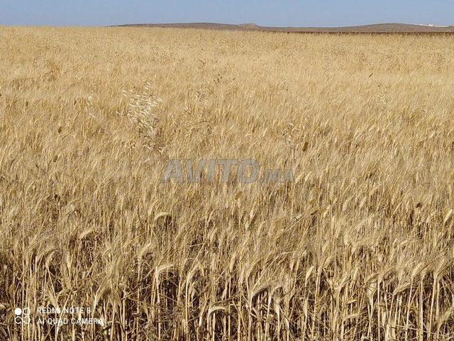 Tamasna : Découvrez 4 annonces à vendre - Avito